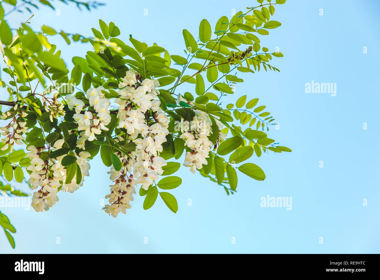 branch of blooming acacia. spring is coming Stock Photo - Alamy