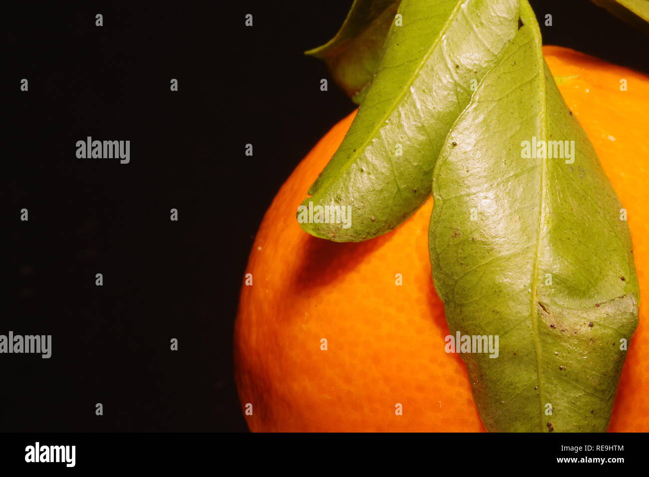Single Clementine with Leaves (Citrus × clementina). Close Up against a ...
