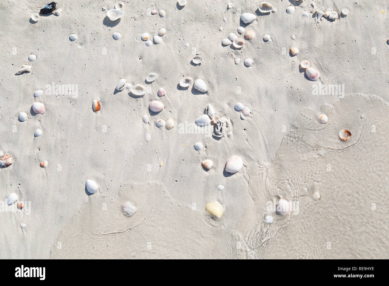 Sand background with shells. Beach texture. Top view Stock Photo - Alamy