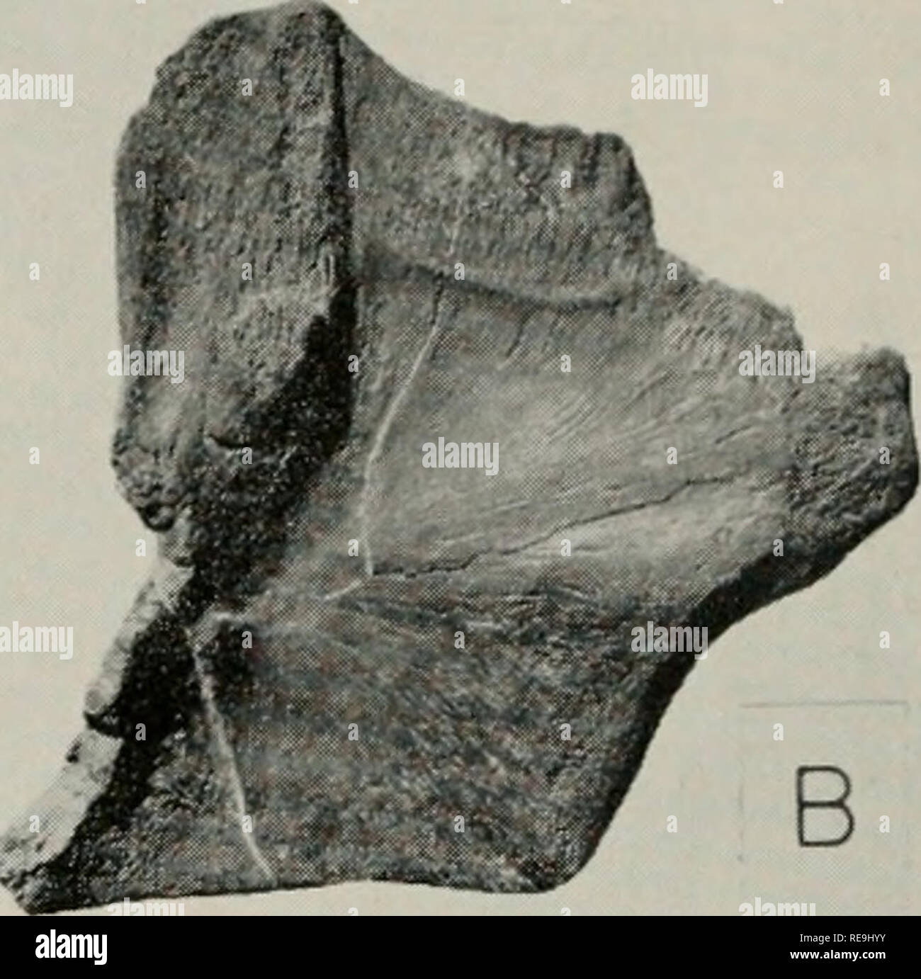 . Early Devonian fishes from Utah : Arthrodira. Fishes, Fossil ...