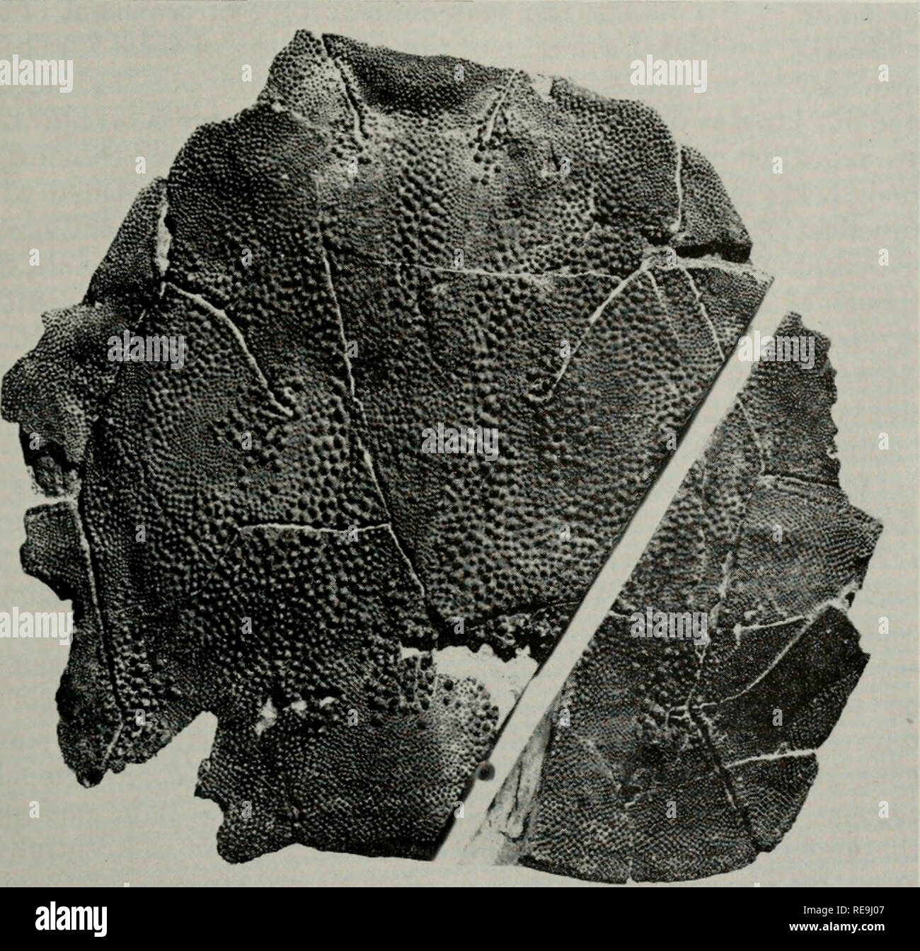 . Early Devonian fishes from Utah : Arthrodira. Fishes, Fossil ...