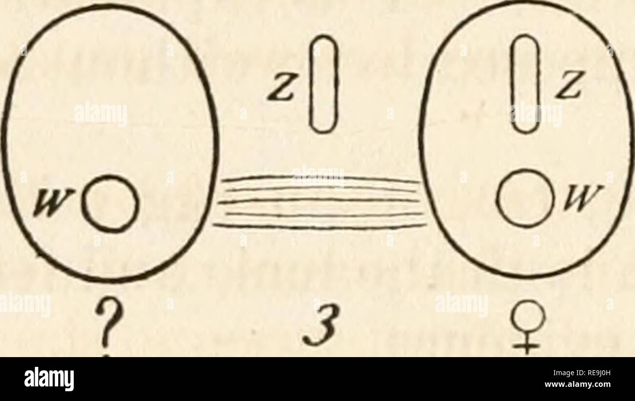 Gynandromorphs hi-res stock photography and images - Alamy
