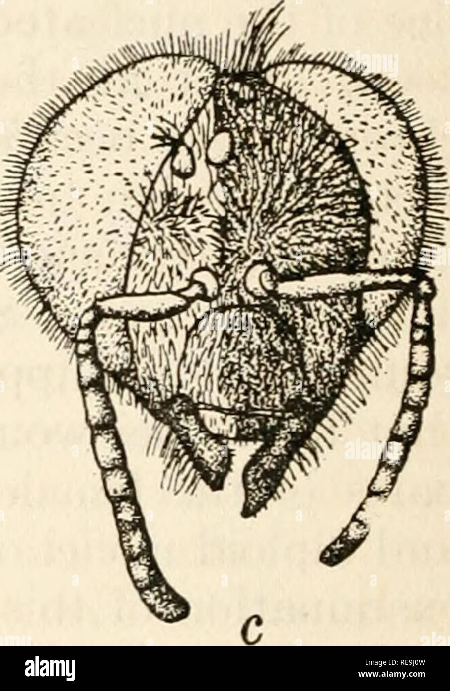 Gynandromorphs hi-res stock photography and images - Alamy