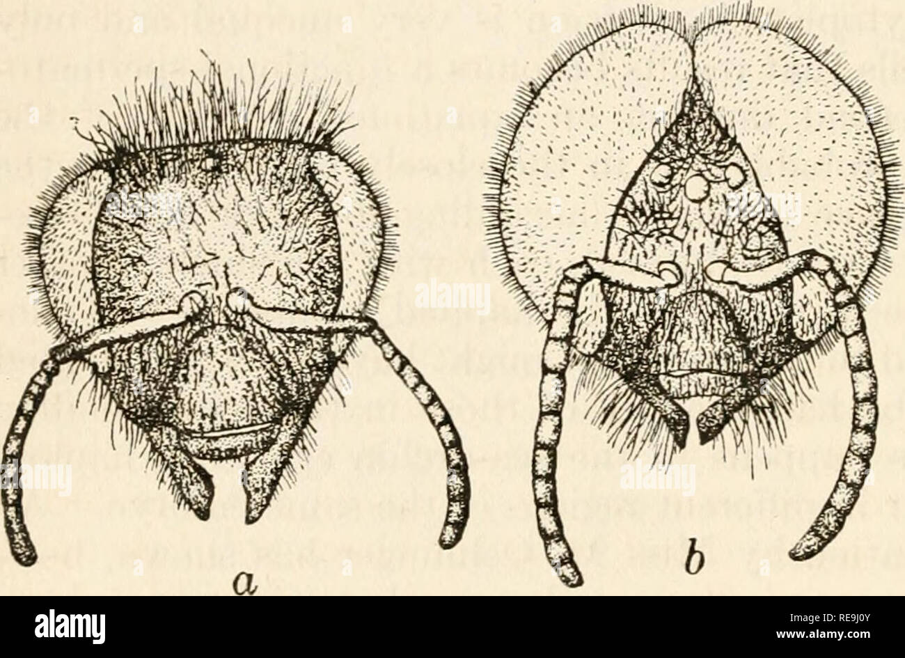 Gynandromorphs hi-res stock photography and images - Alamy