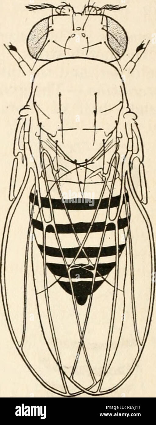 Gynandromorphs hi-res stock photography and images - Alamy