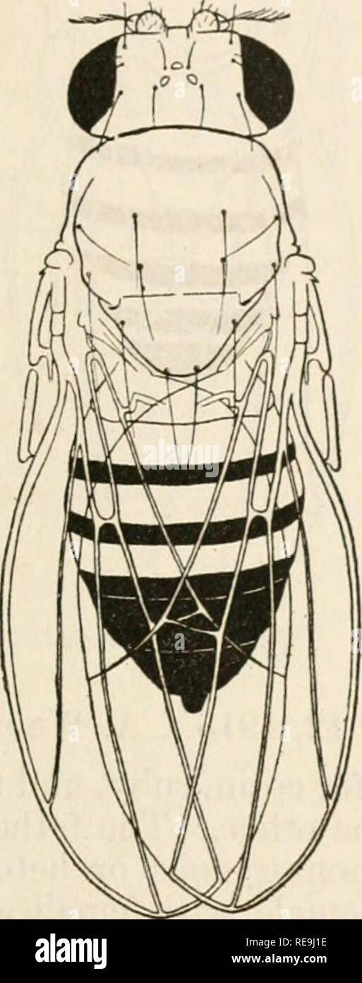 Thomas morgan genetics hi-res stock photography and images - Alamy