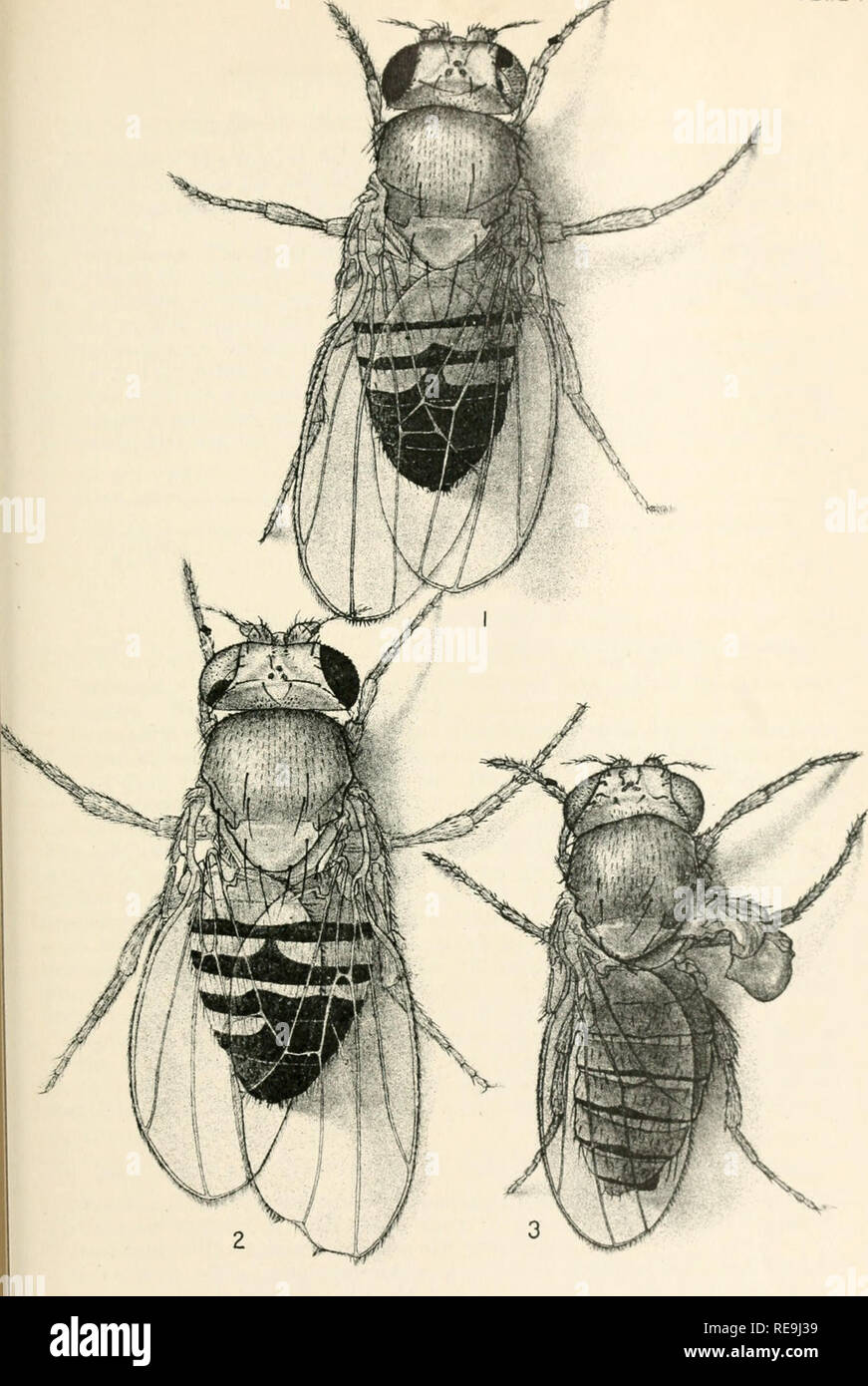 Gynandromorphs hi-res stock photography and images - Alamy