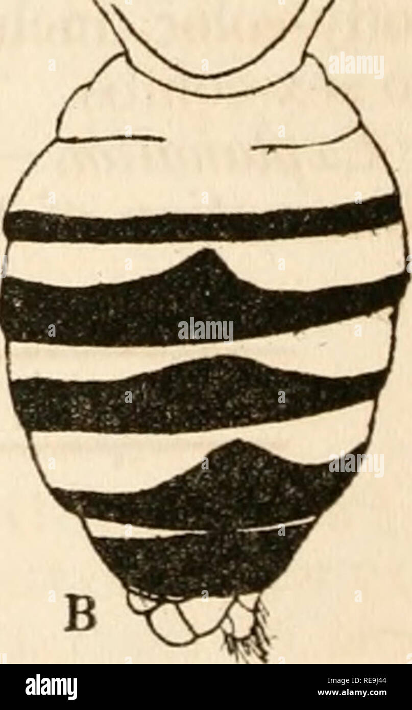 Thomas morgan genetics hi-res stock photography and images - Alamy