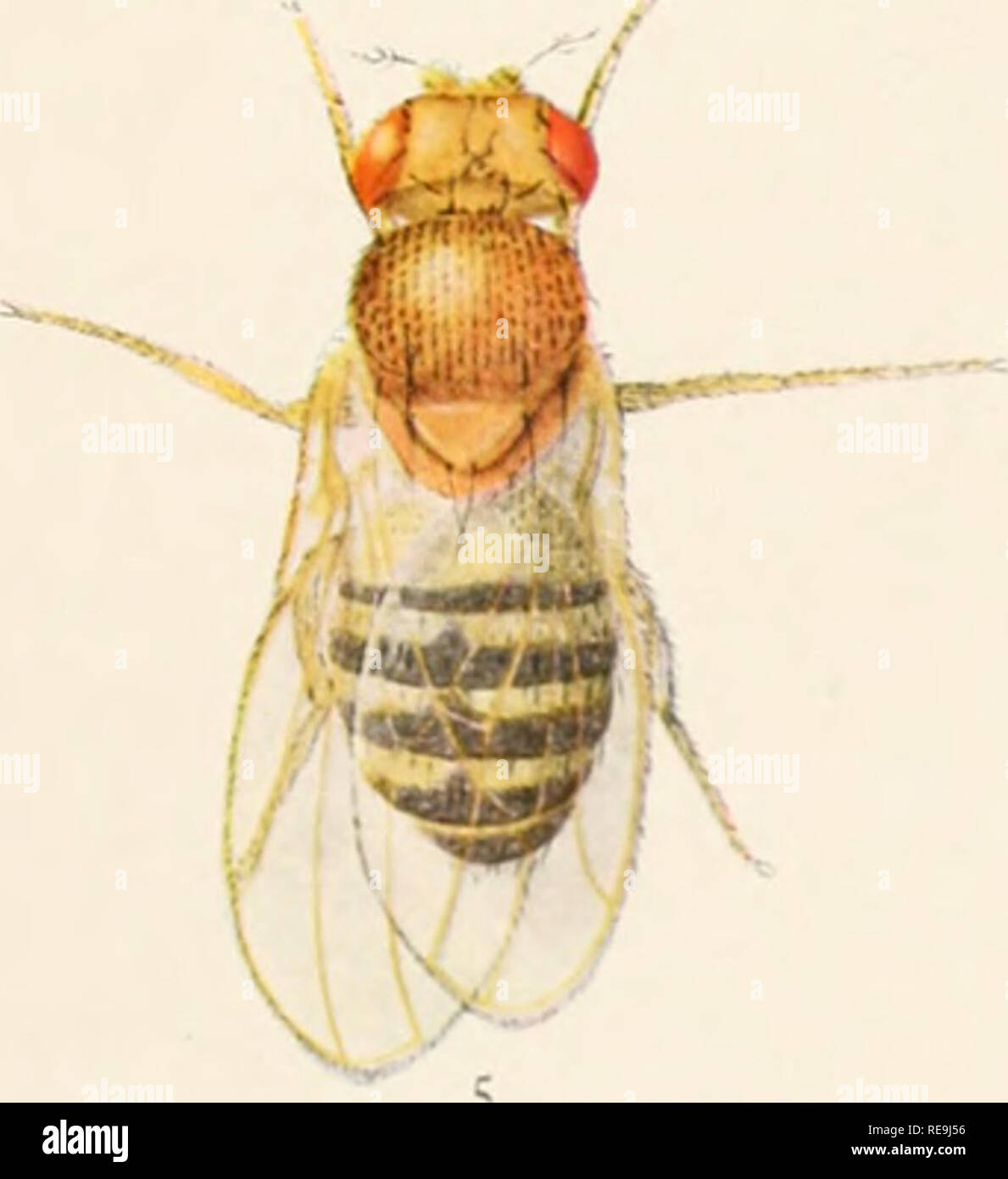 Thomas morgan genetics hi-res stock photography and images - Alamy