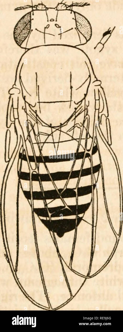 Gynandromorphs hi-res stock photography and images - Alamy