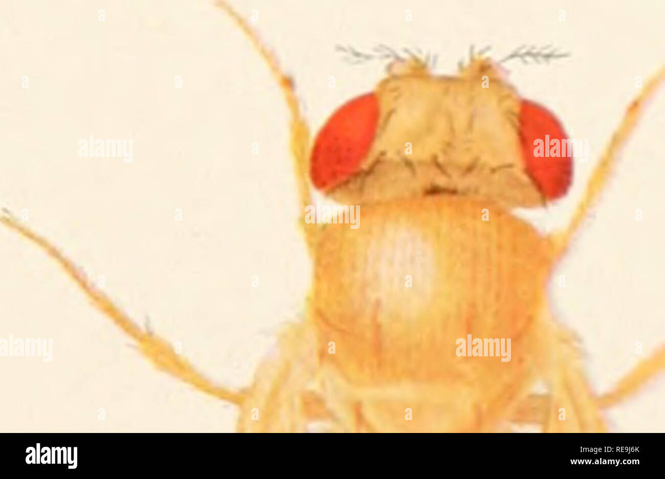 Gynandromorphs hi-res stock photography and images - Alamy