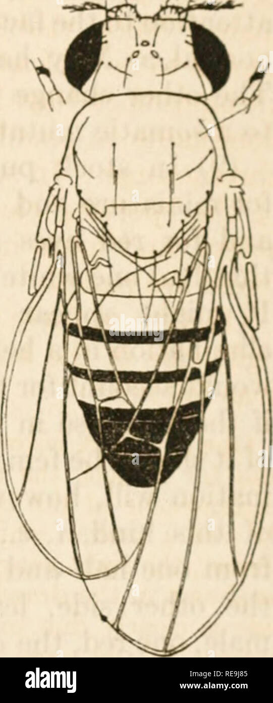 Thomas morgan genetics hi-res stock photography and images - Alamy