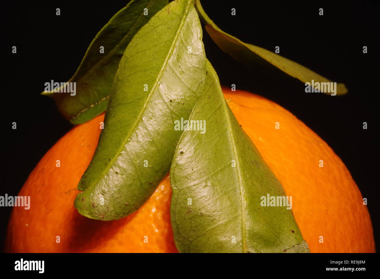 Single Clementine with Leaves (Citrus × clementina). Close Up against a ...