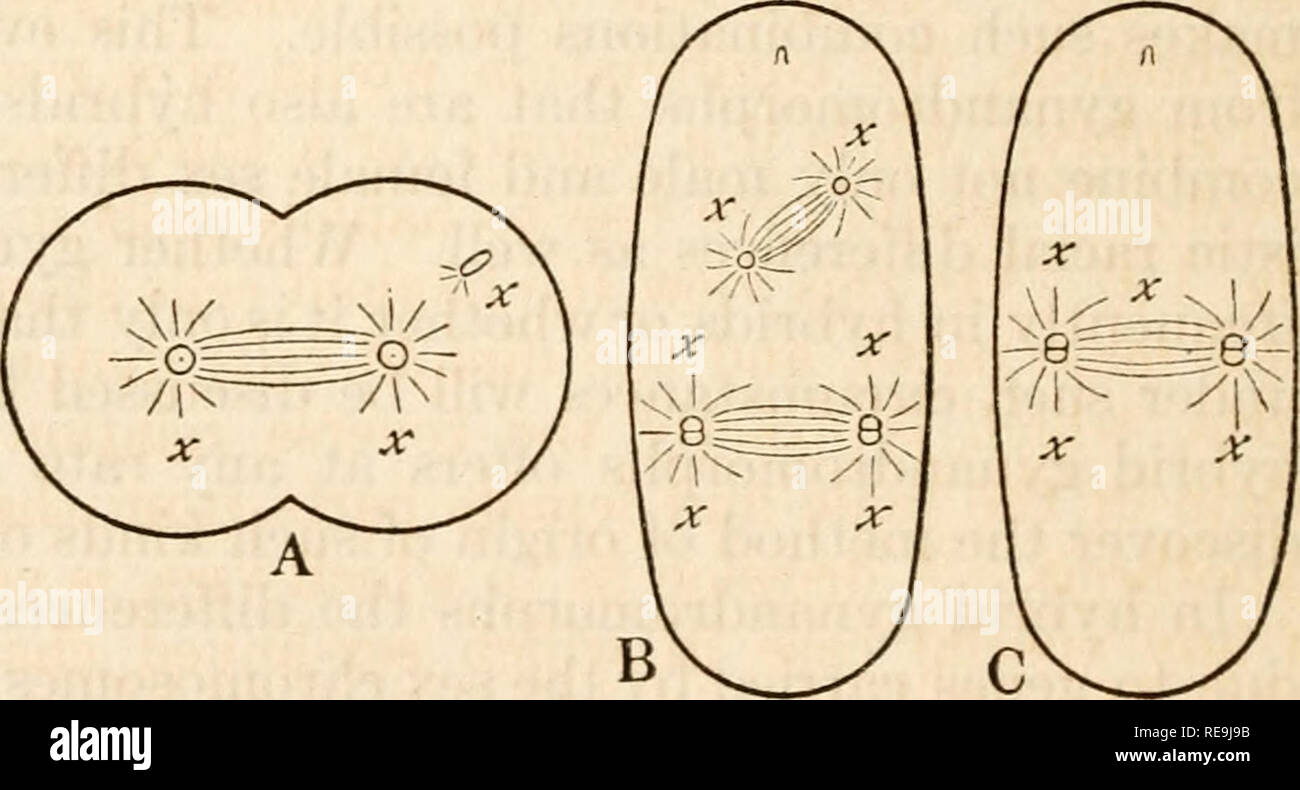 Gynandromorphs hi-res stock photography and images - Alamy