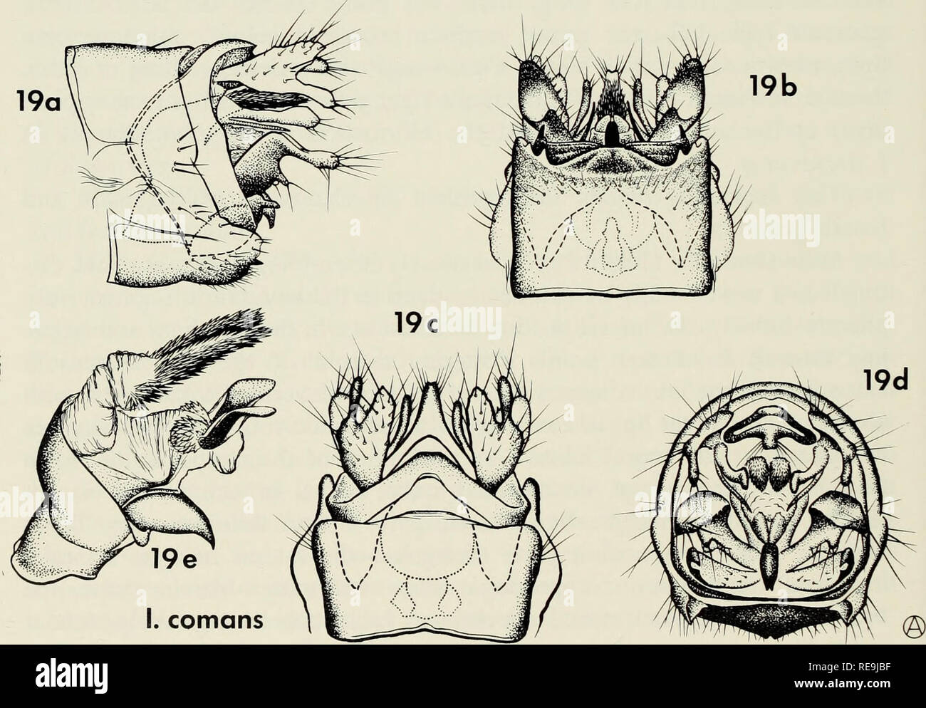 Phallus sp hi-res stock photography and images - Alamy