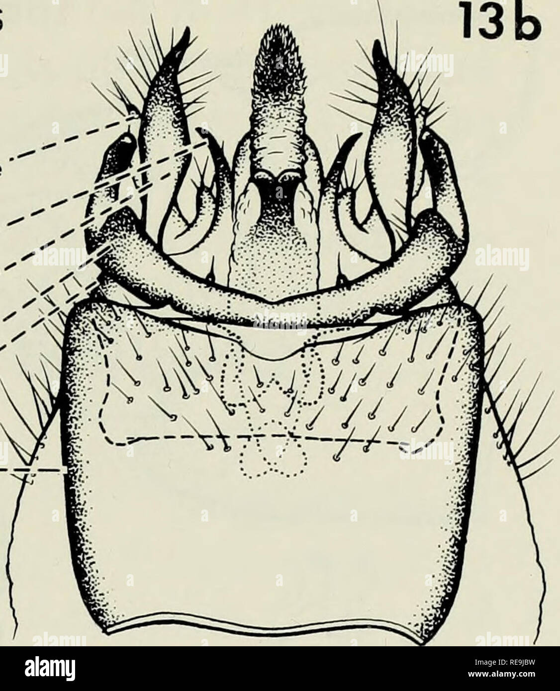 . Contributions to the systematics of the caddisfly family Molannidae ...