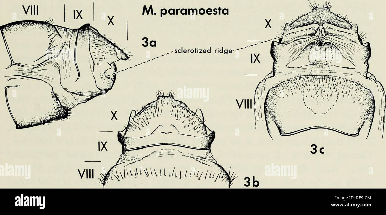 . Contributions to the systematics of the caddisfly family Molannidae ...