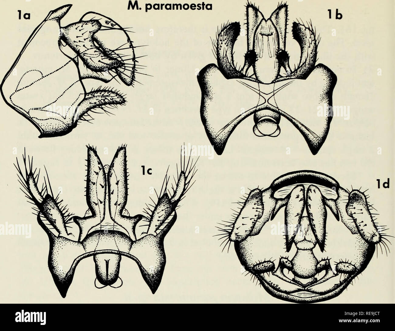 . Contributions to the systematics of the caddisfly family Molannidae ...