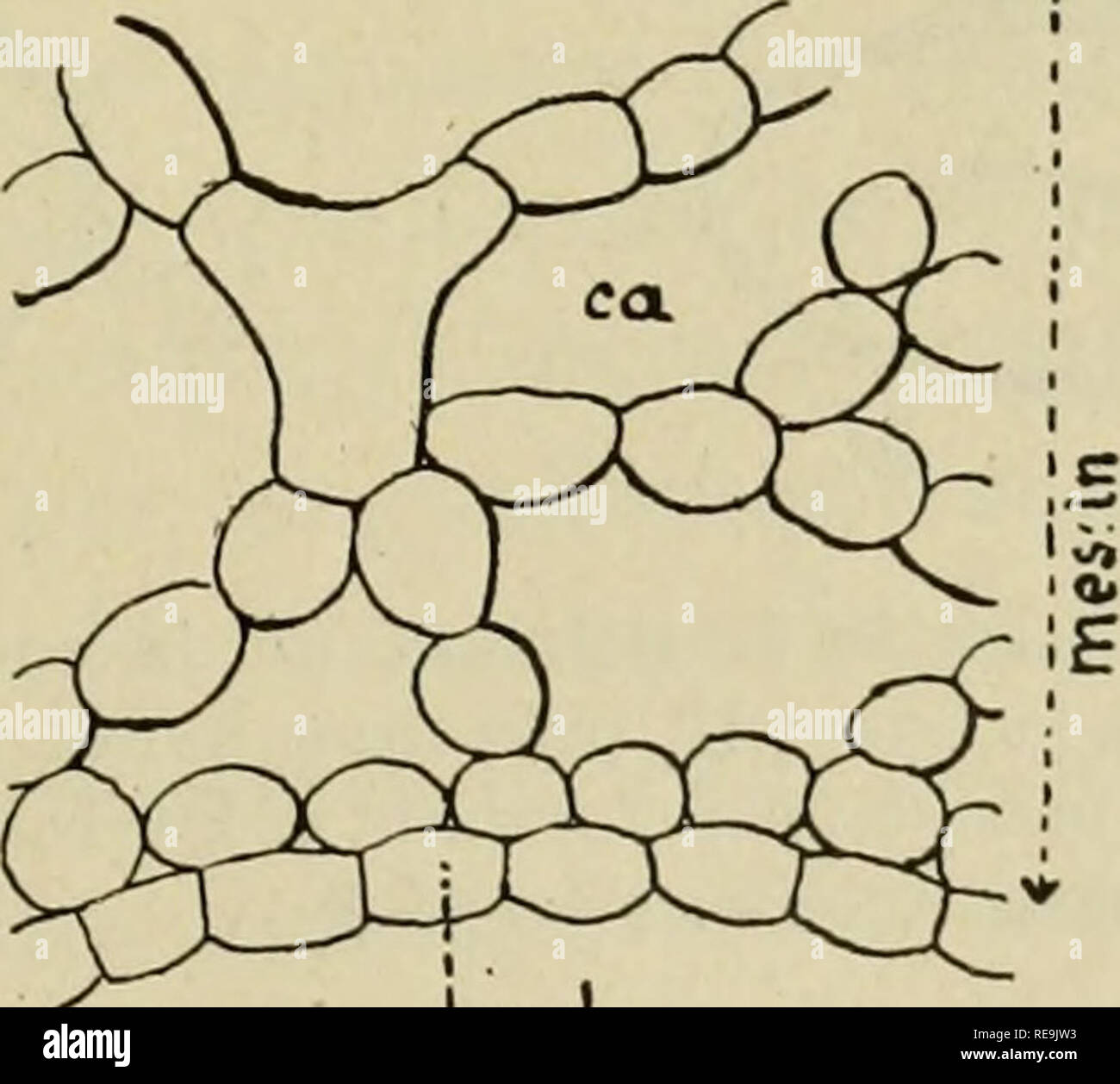 Caduque hi-res stock photography and images - Alamy