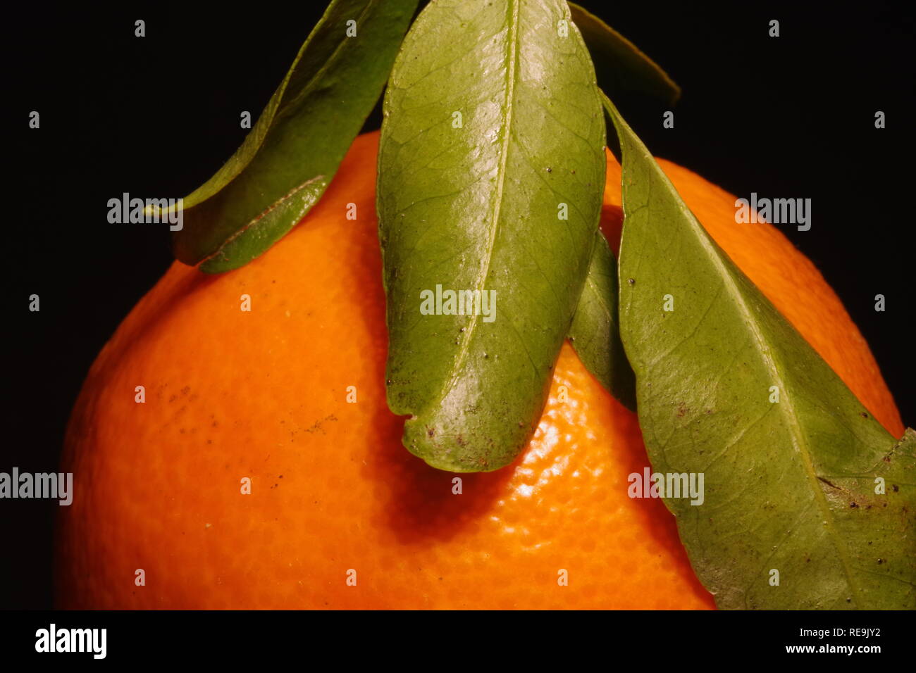 Single Clementine with Leaves (Citrus × clementina). Close Up against a ...