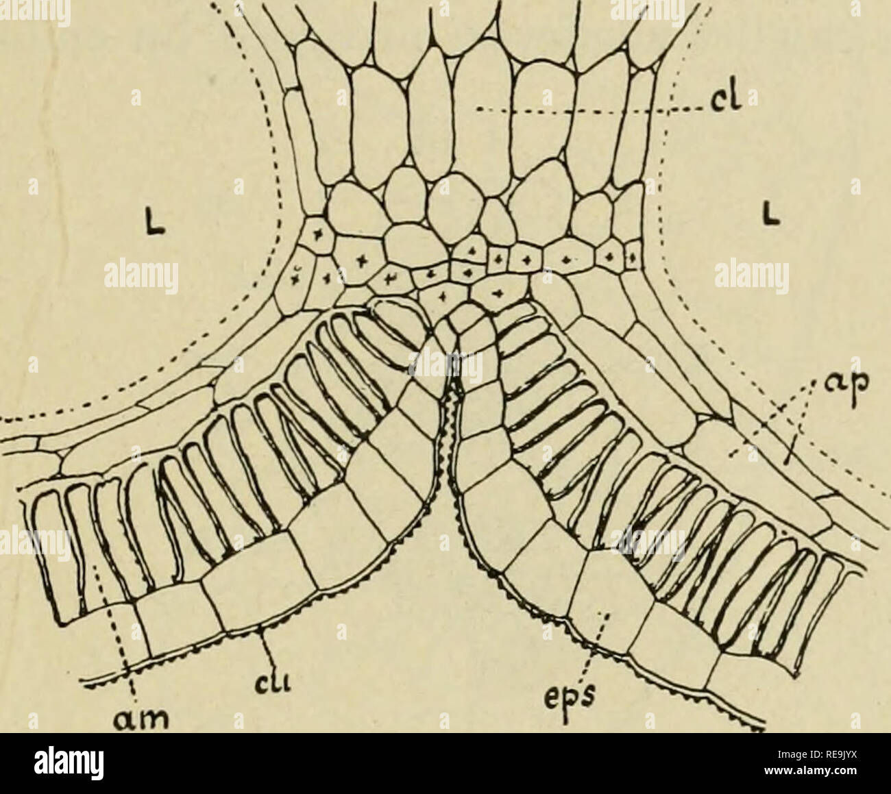 Nymphaea thermalis hi-res stock photography and images - Alamy