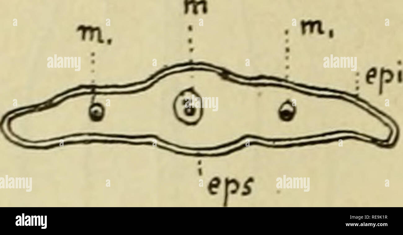 Schema speciale hi-res stock photography and images - Alamy
