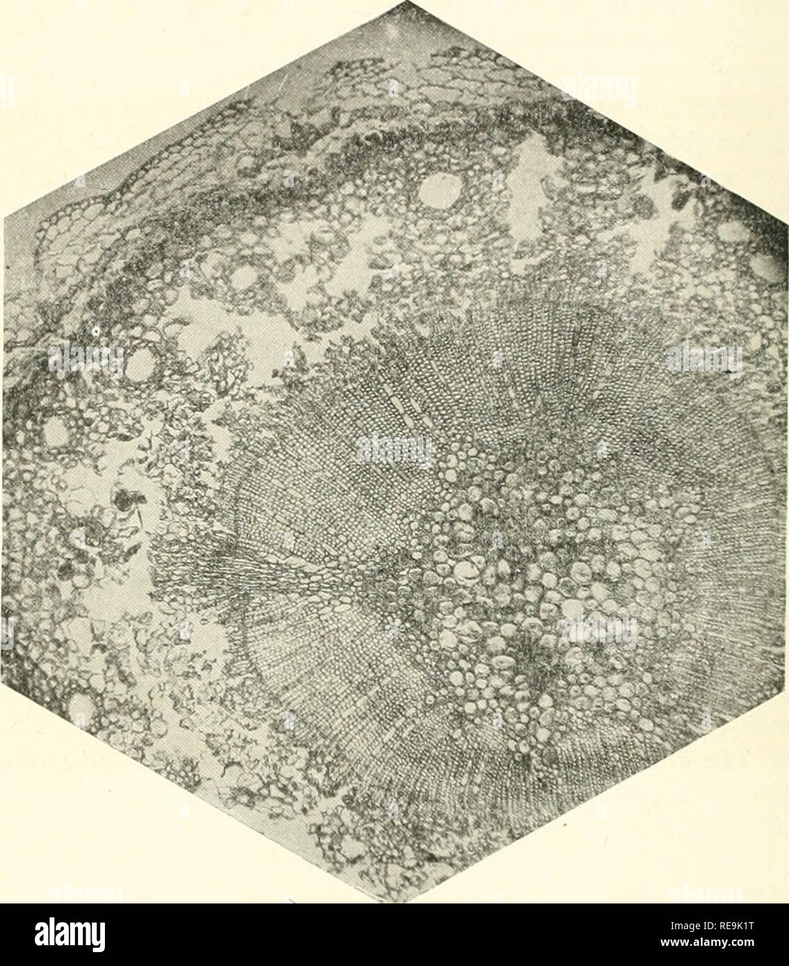 . Contributions from the Hull Botanical Laboratory. Plants. i3 ...