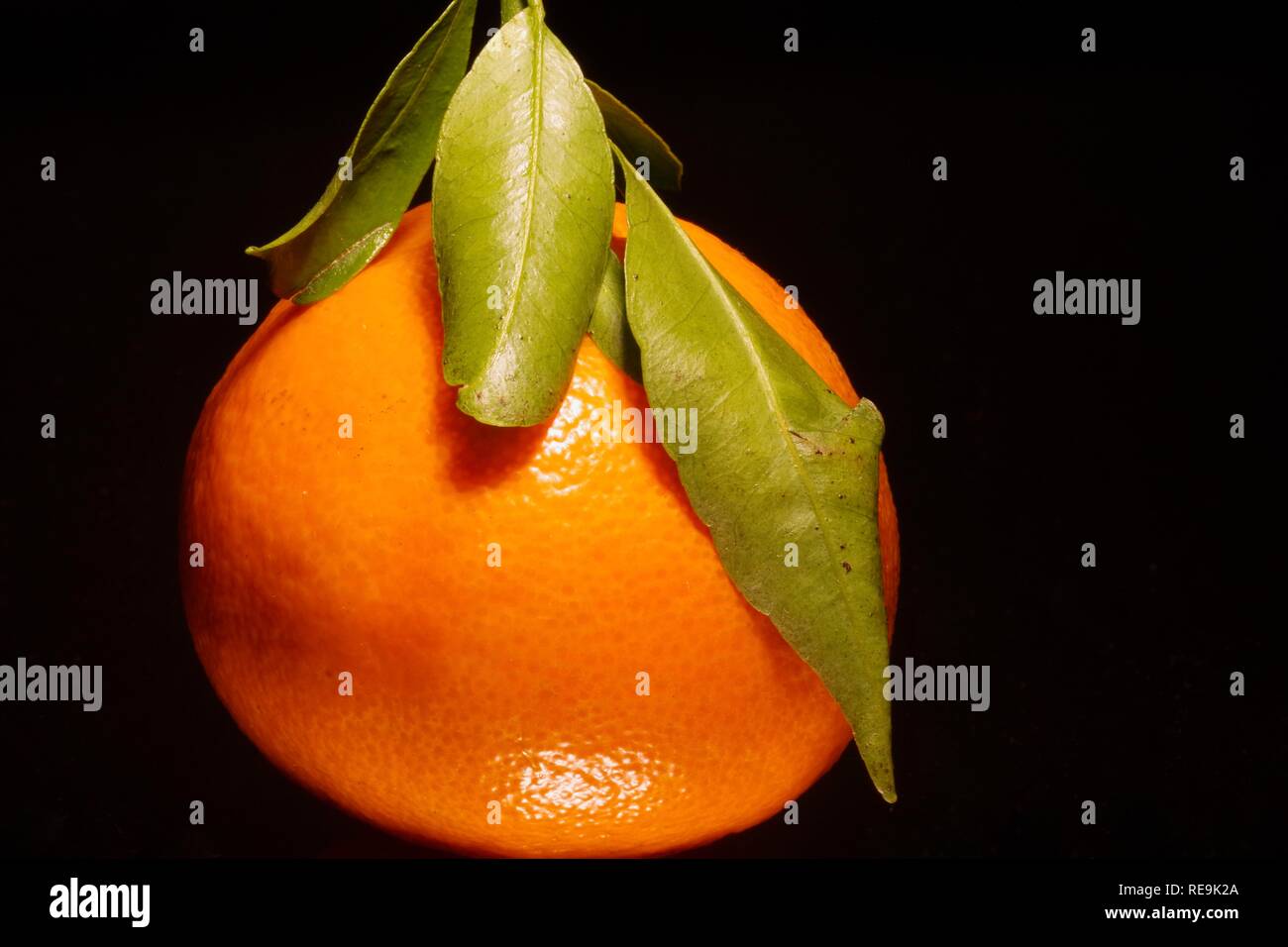 Single Clementine with Leaves (Citrus × clementina). Close Up against a ...