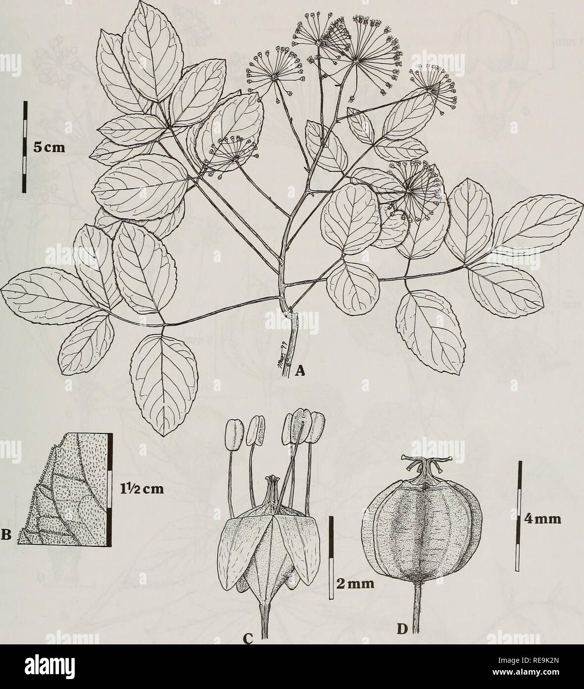 Isotypes hi-res stock photography and images - Alamy
