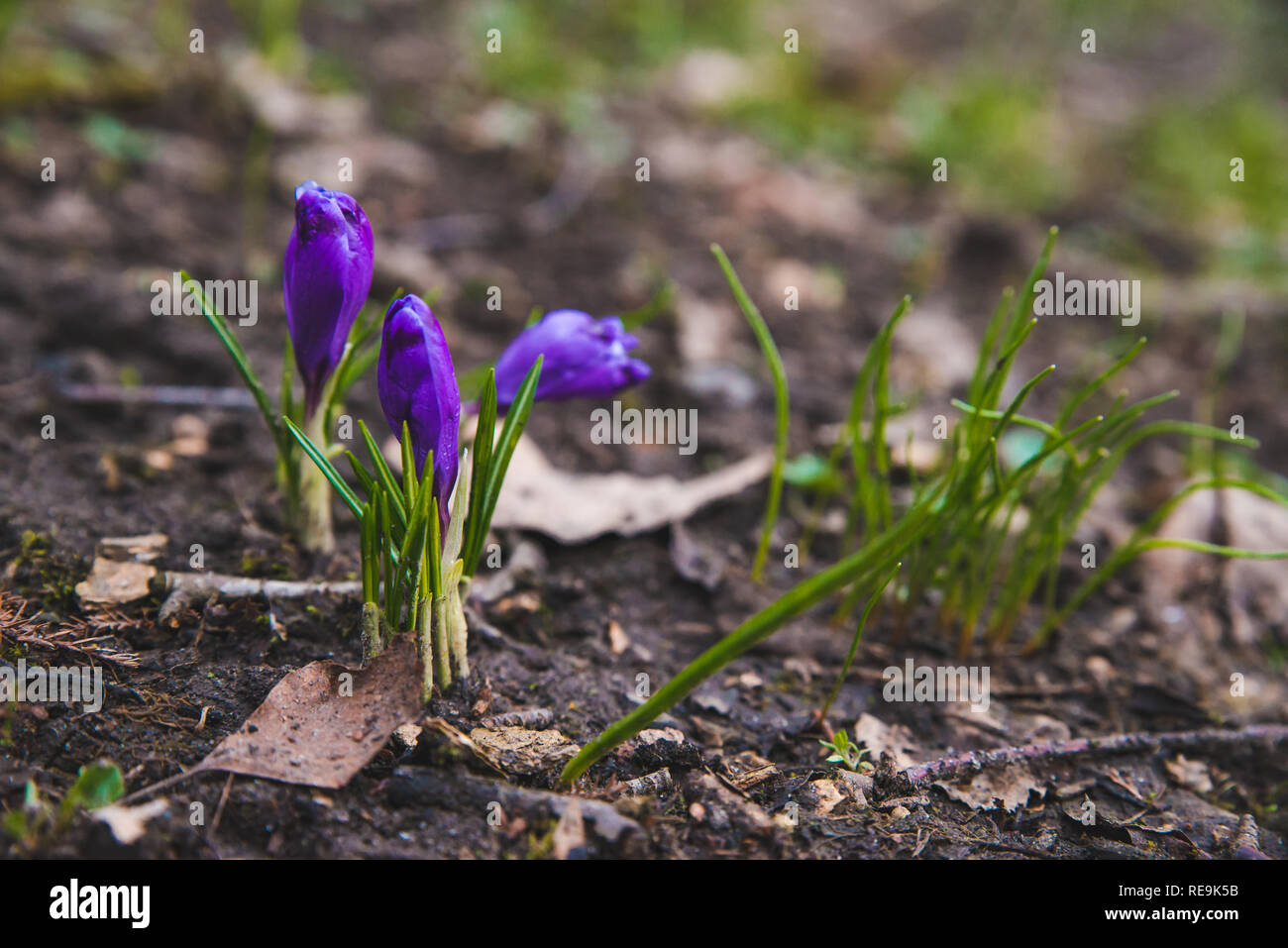 blooming purple snowdrops close up. spring is coming Stock Photo - Alamy
