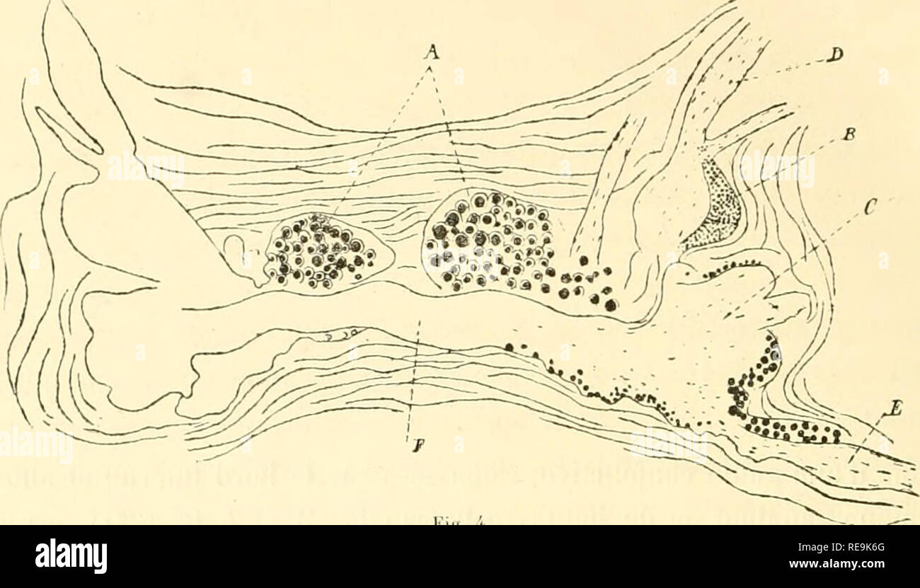 Amorphe hi-res stock photography and images - Alamy
