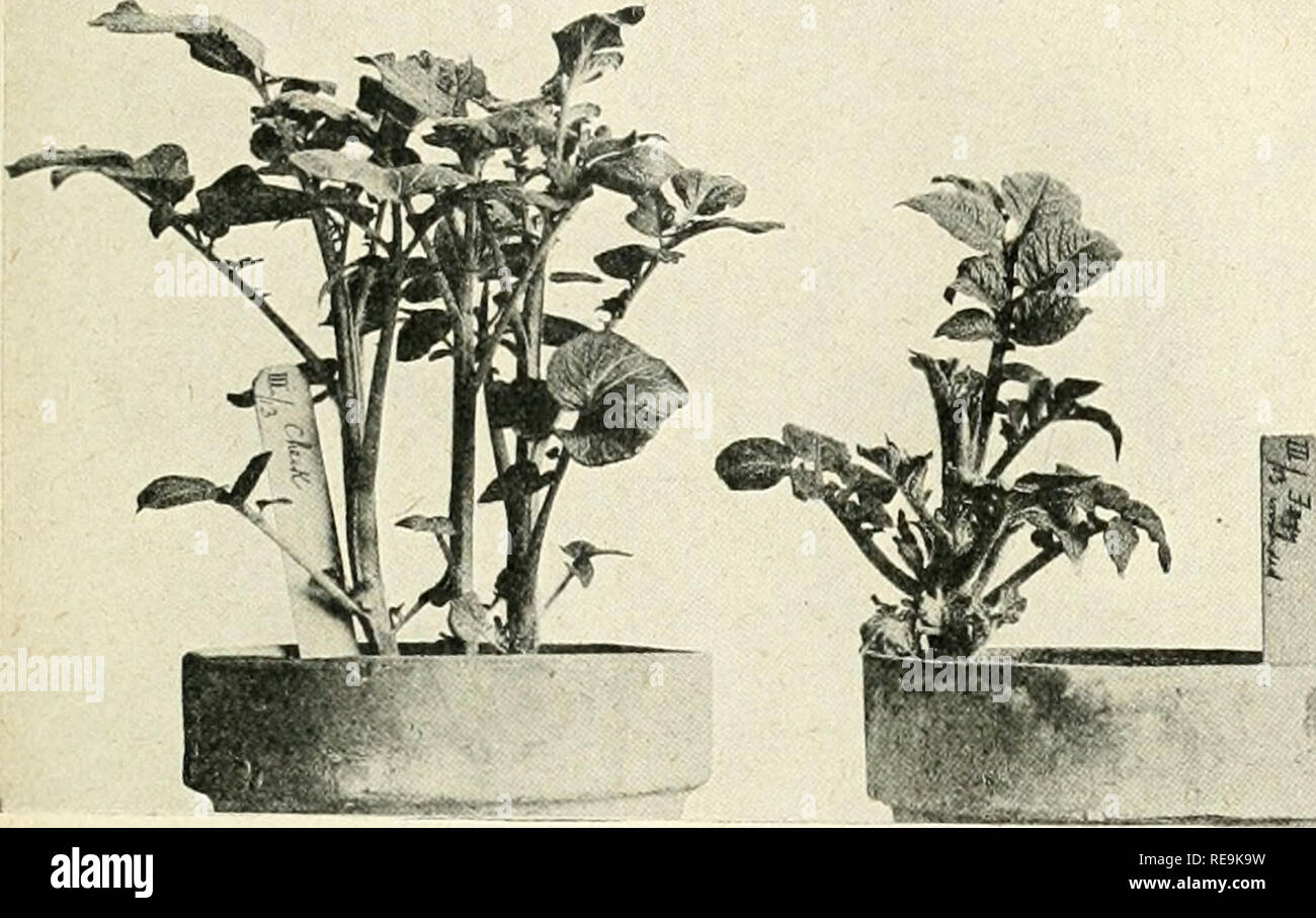 . Contributions from the Hull Botanical Laboratory. Plants. Fusarium of ...