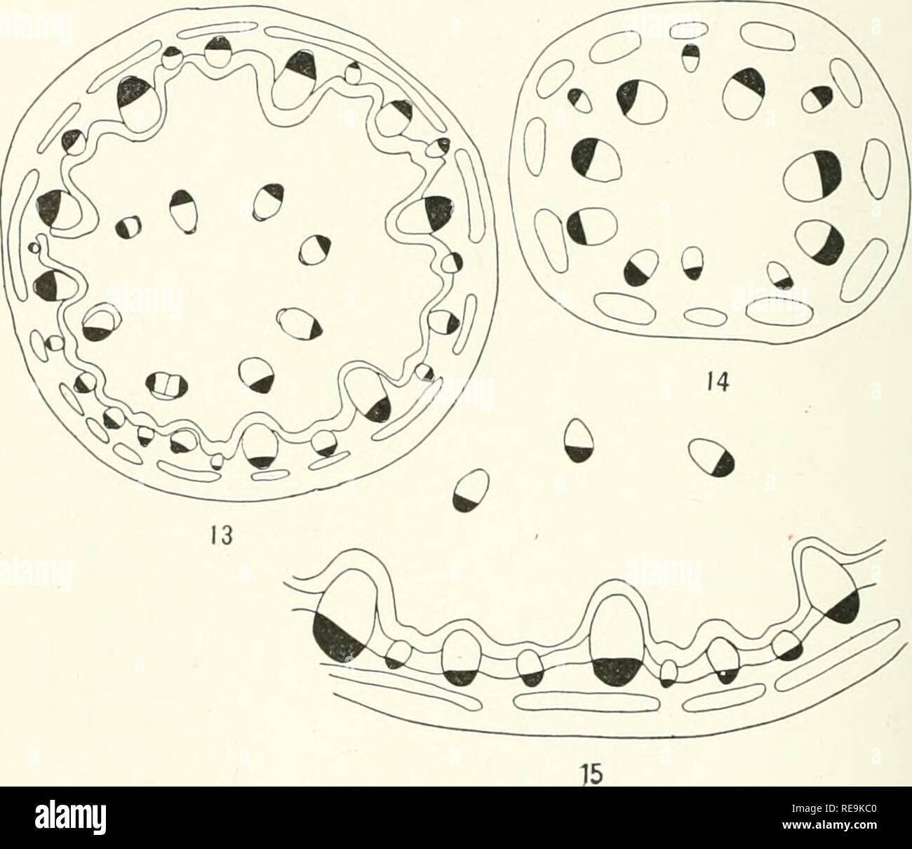 Lignified stems hi-res stock photography and images - Alamy