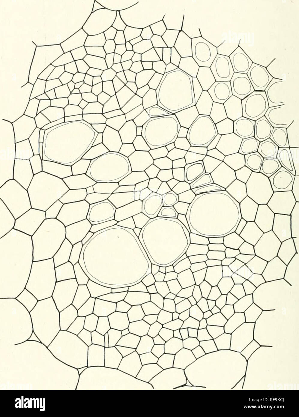 Lignified thick hi-res stock photography and images - Alamy