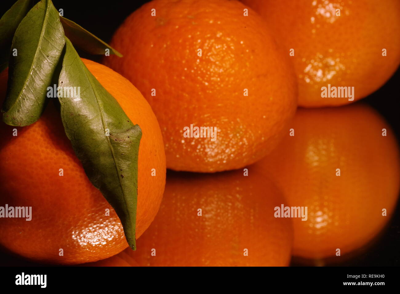 Trio of Clementine with Leaves (Citrus × clementina) Close Up against a ...