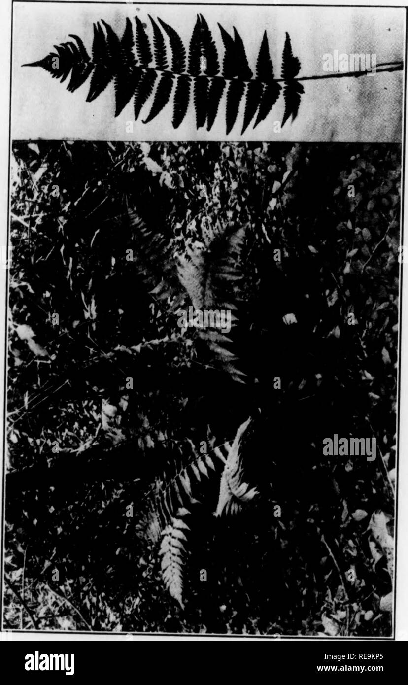 Basal pinnae hi-res stock photography and images - Alamy