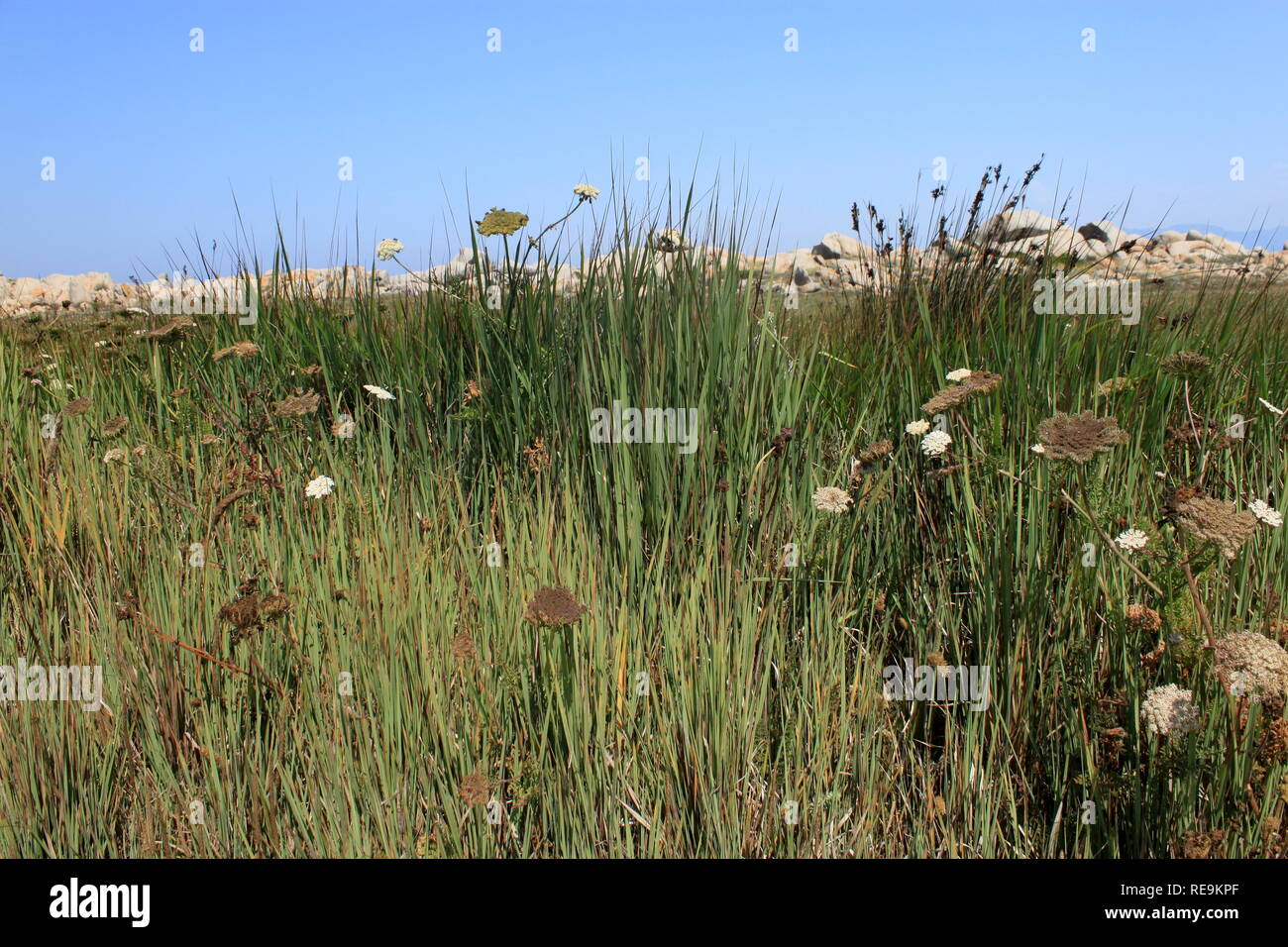 Bonifacio Strait Nature Reserve Stock Photo - Alamy