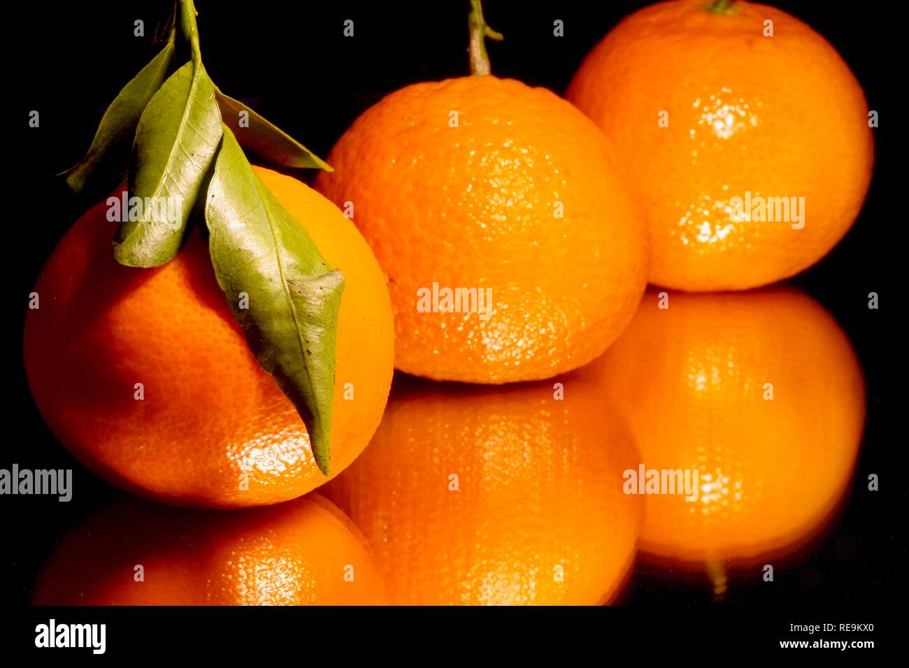 Trio of Clementine with Leaves (Citrus × clementina) Close Up against a ...