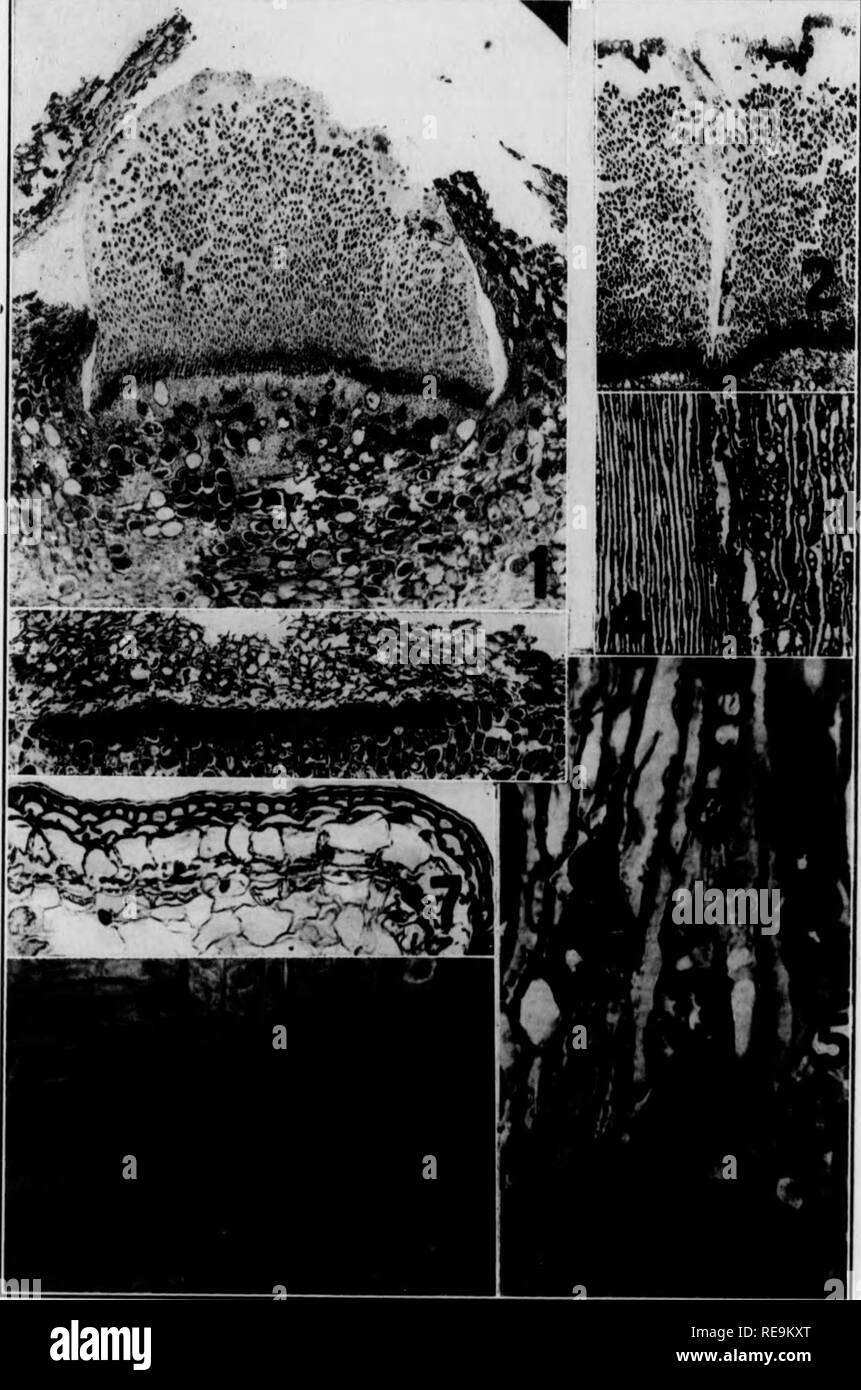 Phloem sieve plate hi-res stock photography and images - Alamy