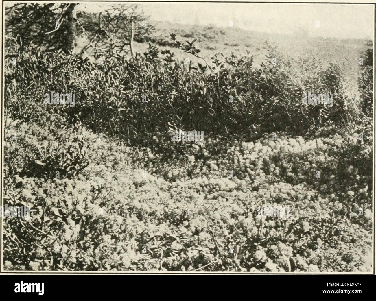 Formation of hummocks hi-res stock photography and images - Alamy