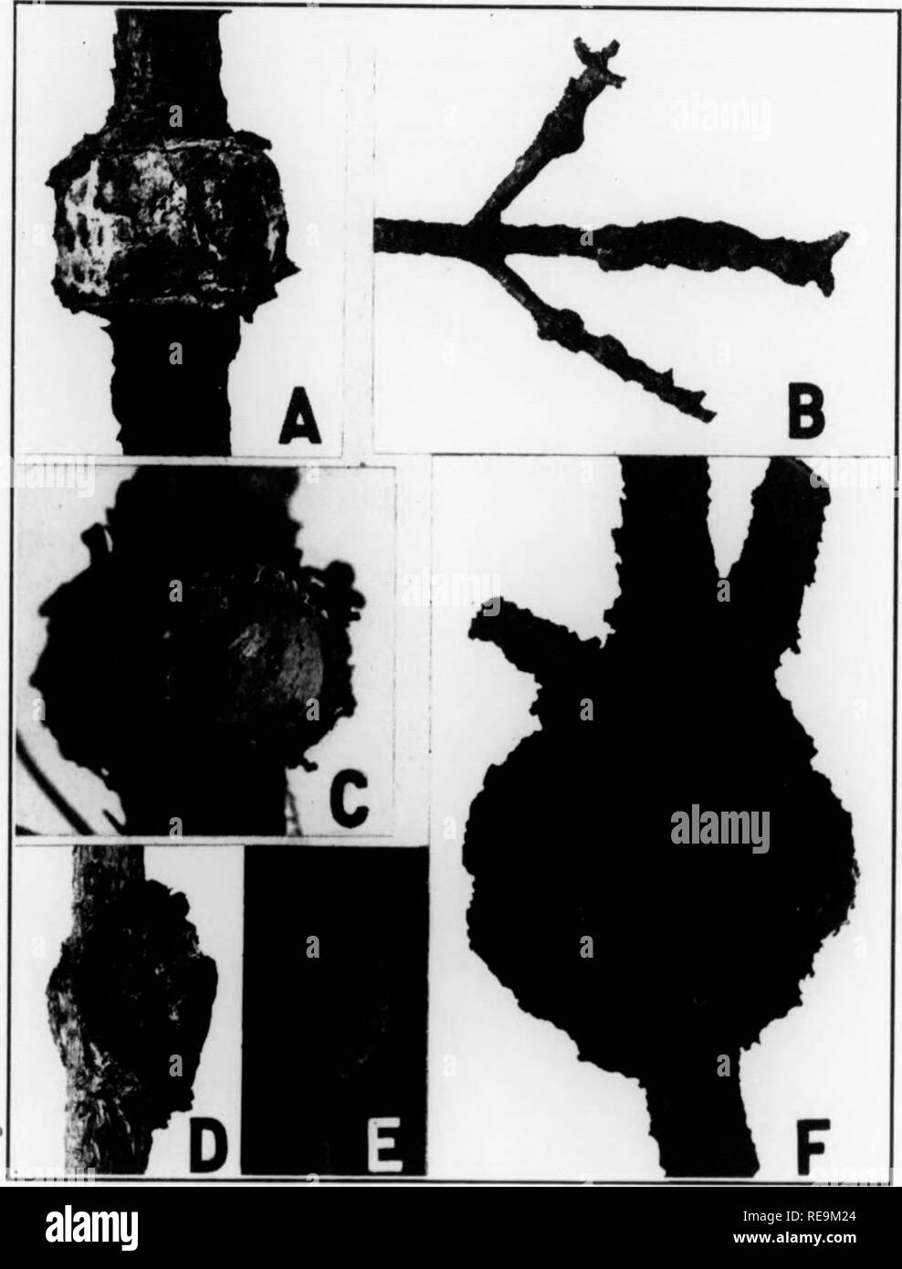 Slide staining set hi-res stock photography and images - Alamy