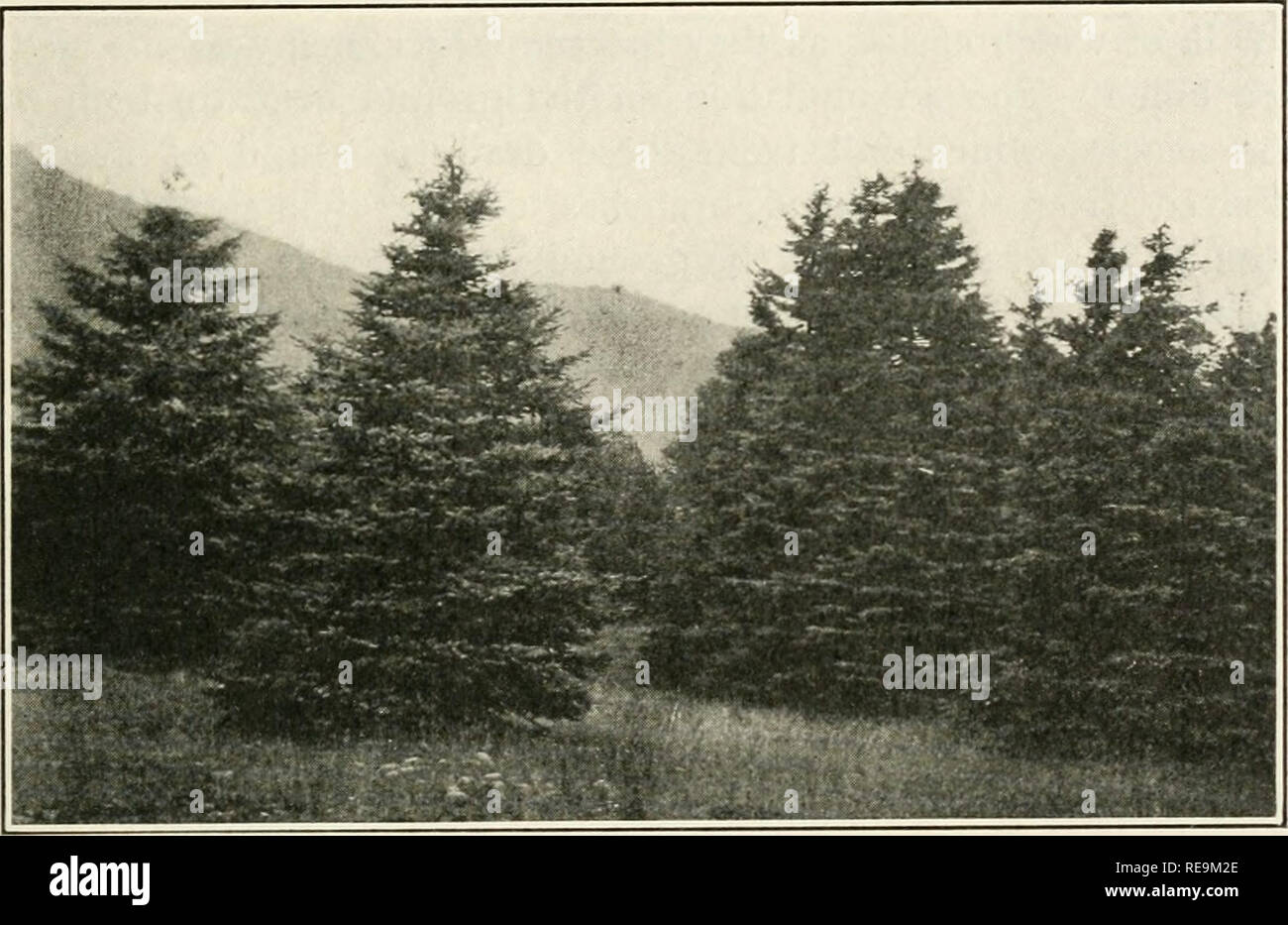Growing trees in a laboratory hi-res stock photography and images - Alamy