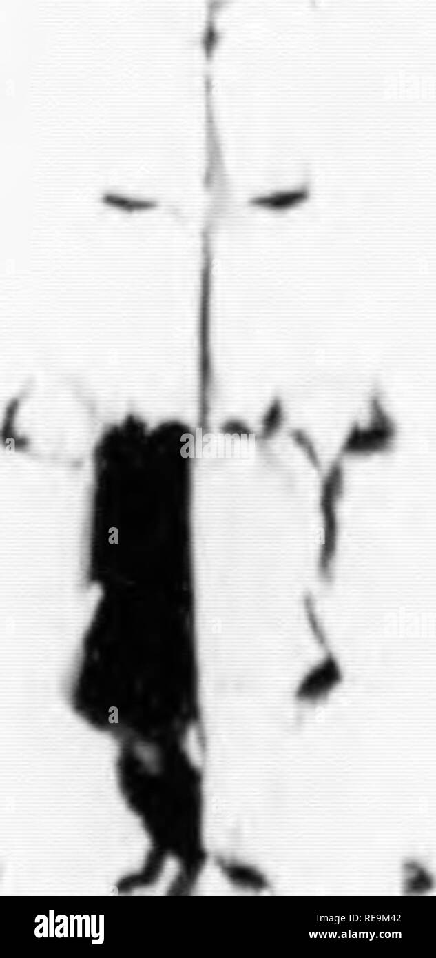 Morris slide Black and White Stock Photos & Images - Alamy