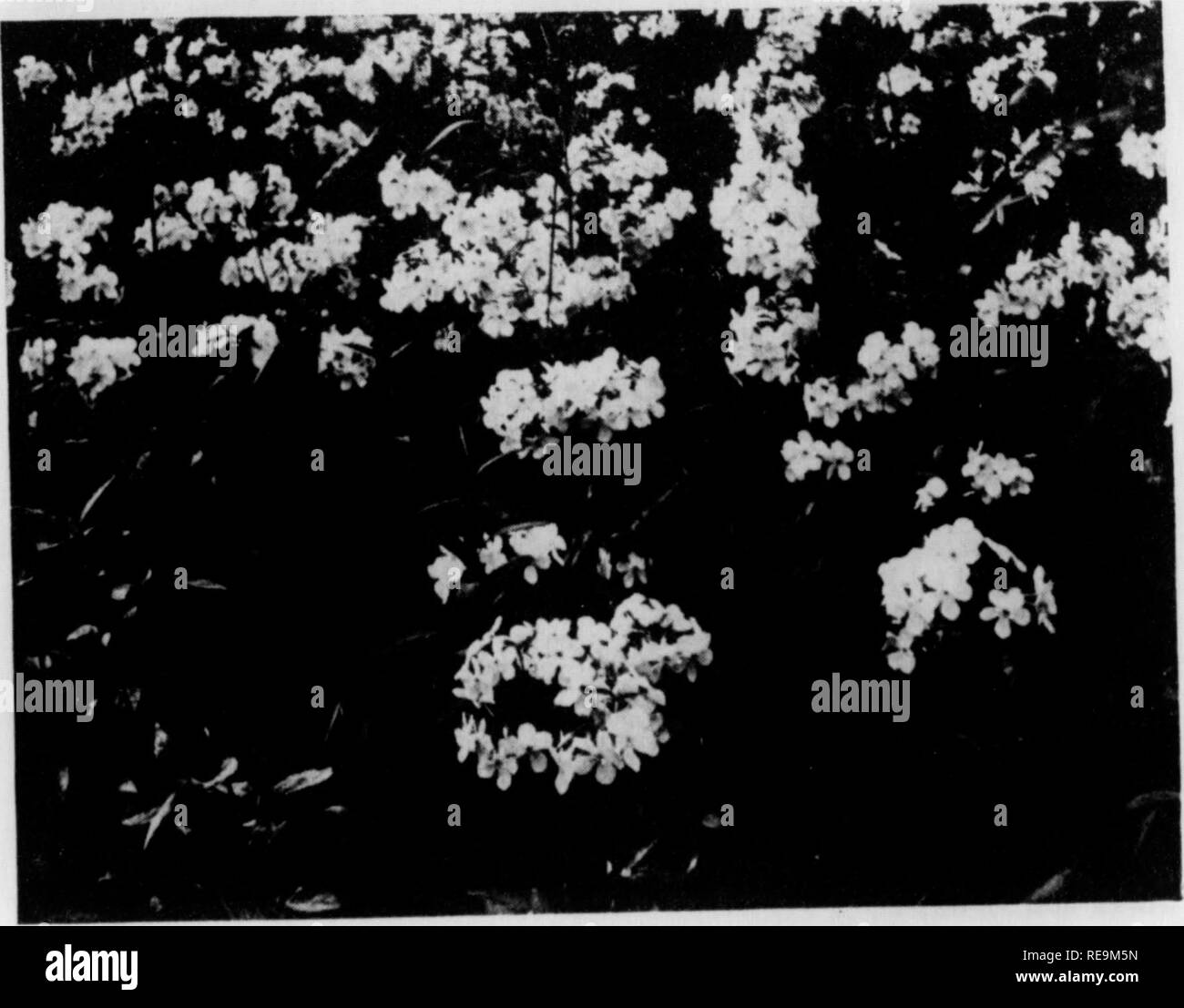 Ozark phlox hi-res stock photography and images - Alamy