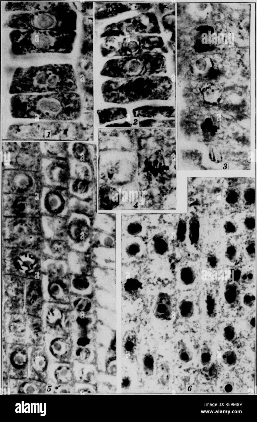 . Contributions from the Botanical Laboratory, vol. 11. Botany; Botany ...