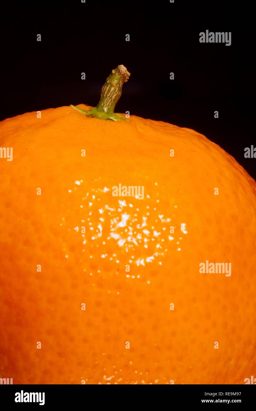 Clementine (Citrus × clementina) Close Up of the Skin and Stalk against ...