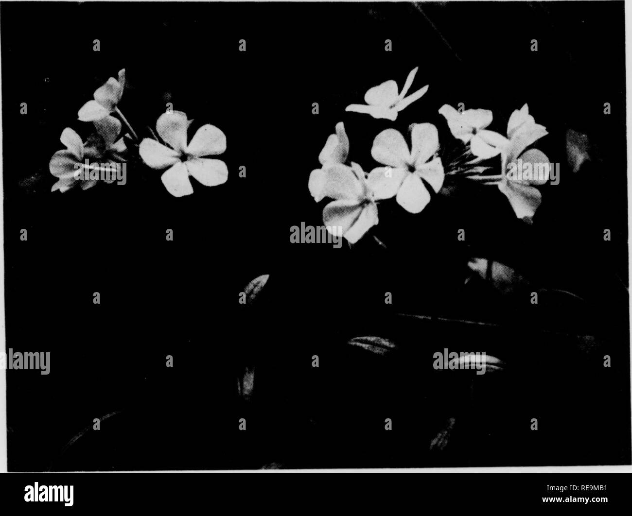 Rocky habitats plant Black and White Stock Photos & Images - Alamy