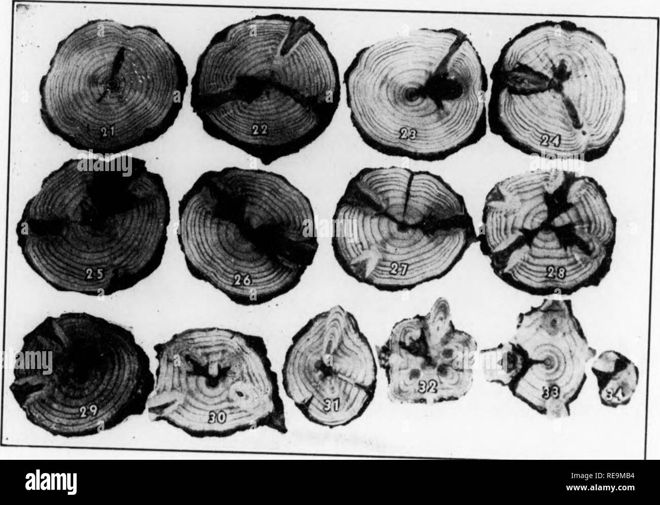 Enviro pigs hi-res stock photography and images - Alamy