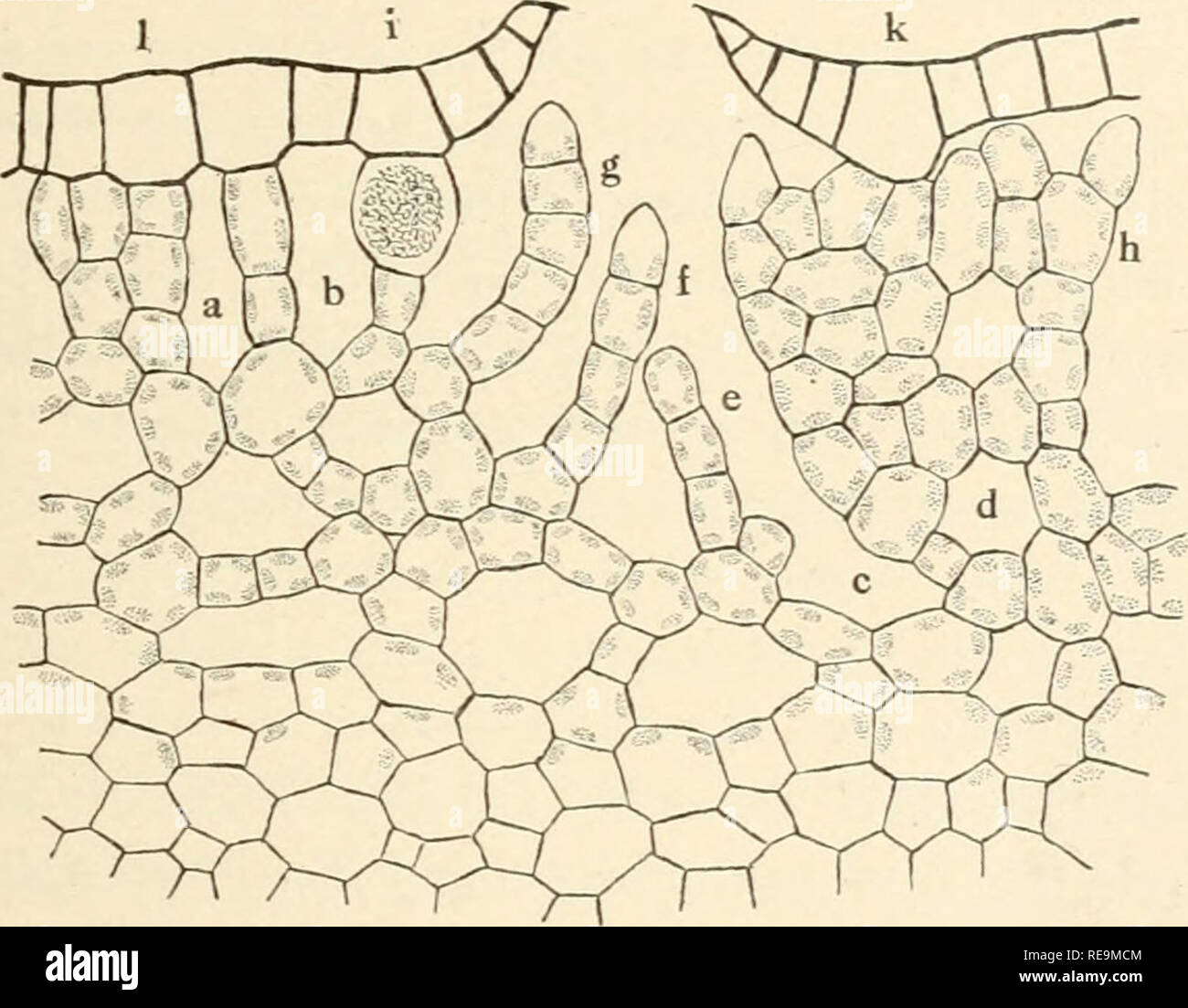 . Contributions from the Osborn Botanical Laboratory. Plants. Evans ...