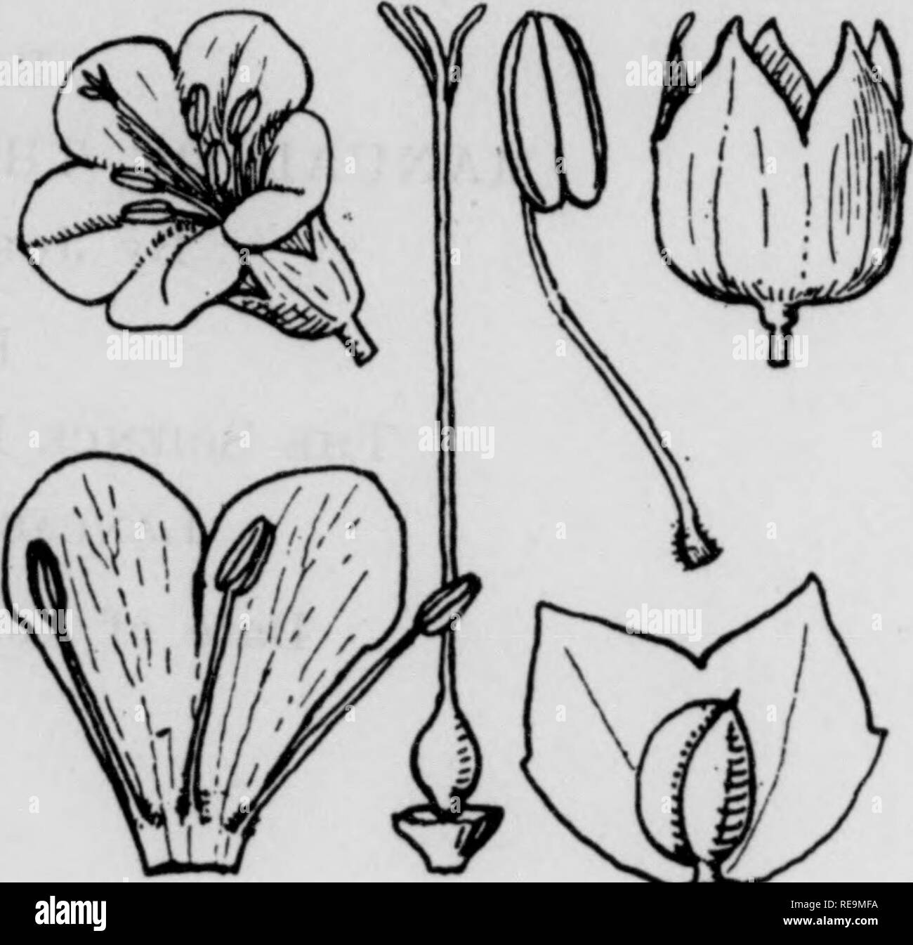 Perennial laboratory Black and White Stock Photos & Images - Alamy